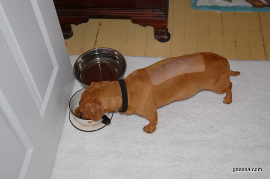 How we stopped our dogs from Scoffing food or eating too fast - Pets ...