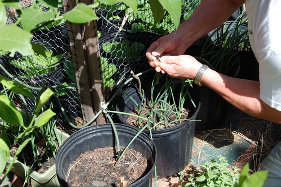 Drip irrigation for container plants - Gardening and Composting ...