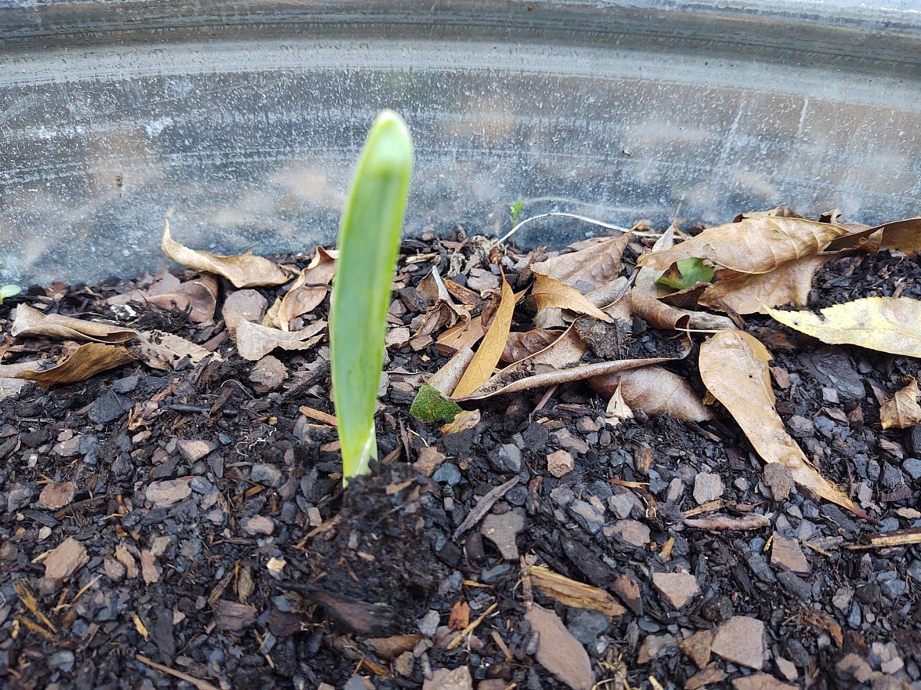 Never Give Up Gardening - Gardening and Composting - gDonna's ...